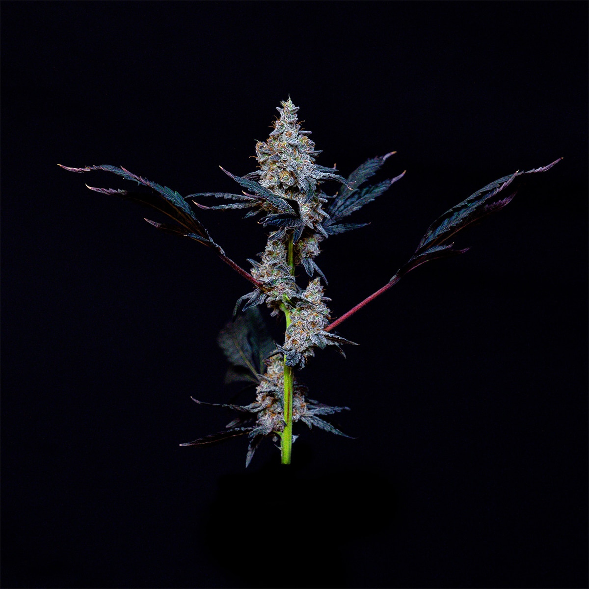 Genetics – Apollo Green